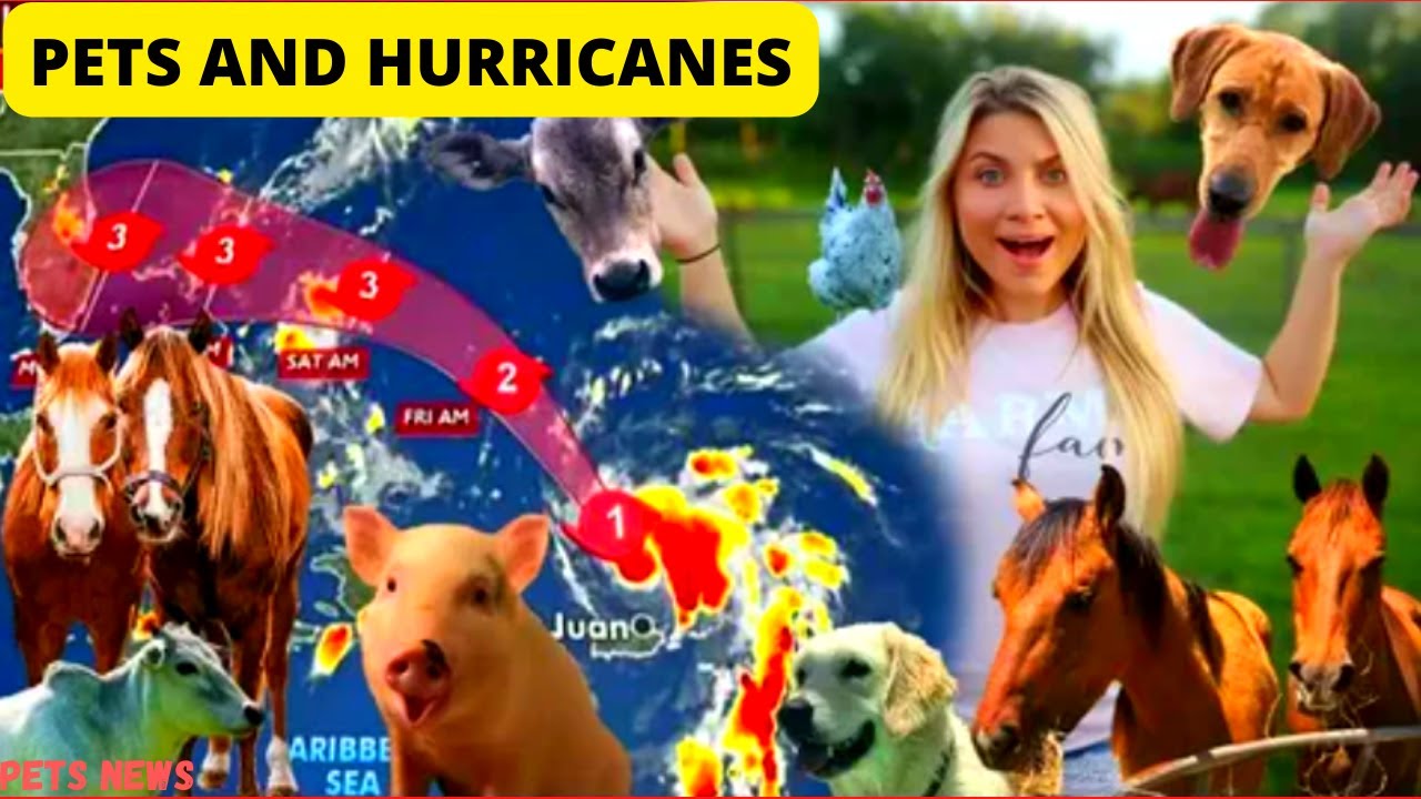 PETS AND HURRICANES: 10 THINGS YOU NEED TO KNOW BEFORE EVACUATING WITH ...